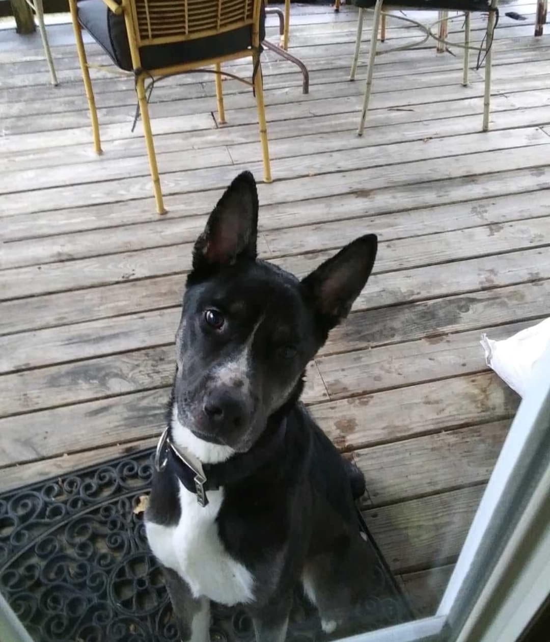 *DogSurgery - Fundraiser by Lindsey Ferguson on *spotfund