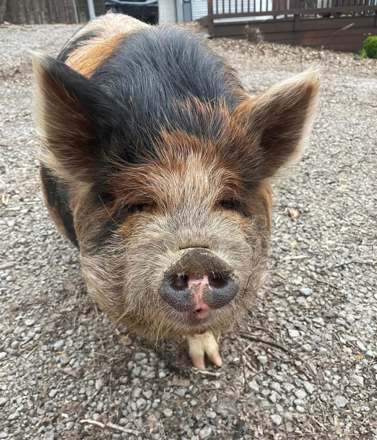 *SheRescued - Fundraiser by Allison Leishman-Heim on *spotfund