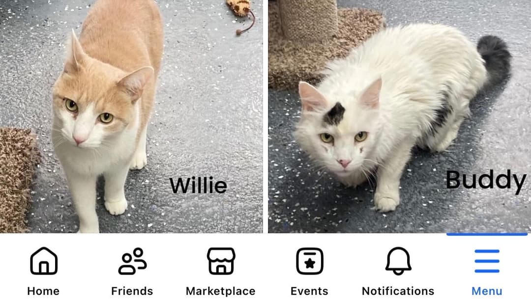 *BringWillieAndBuddyHome - Fundraiser by Constance Stevens on *spotfund