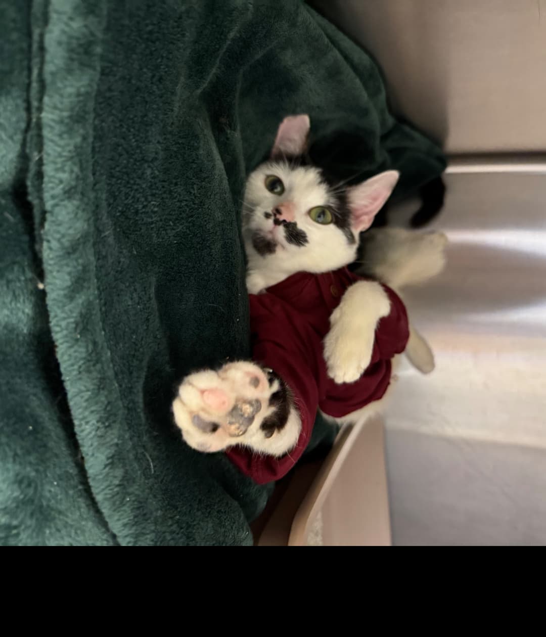 *FitzTheMiracleKitten - Fundraiser by Leigh Hoag on *spotfund