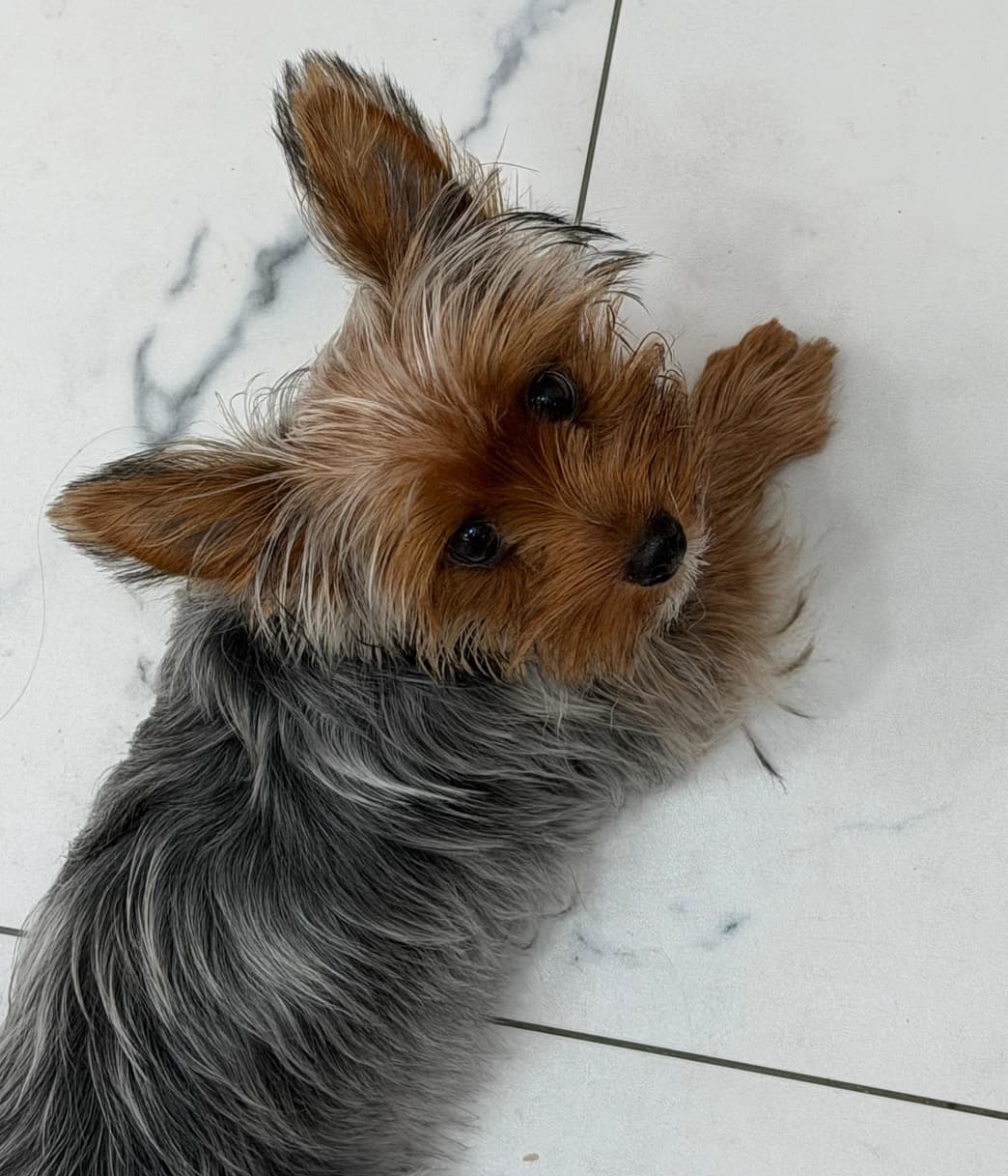 *OrthopedicSurgeryForMia - Fundraiser by Valeriy Andreyev on *spotfund