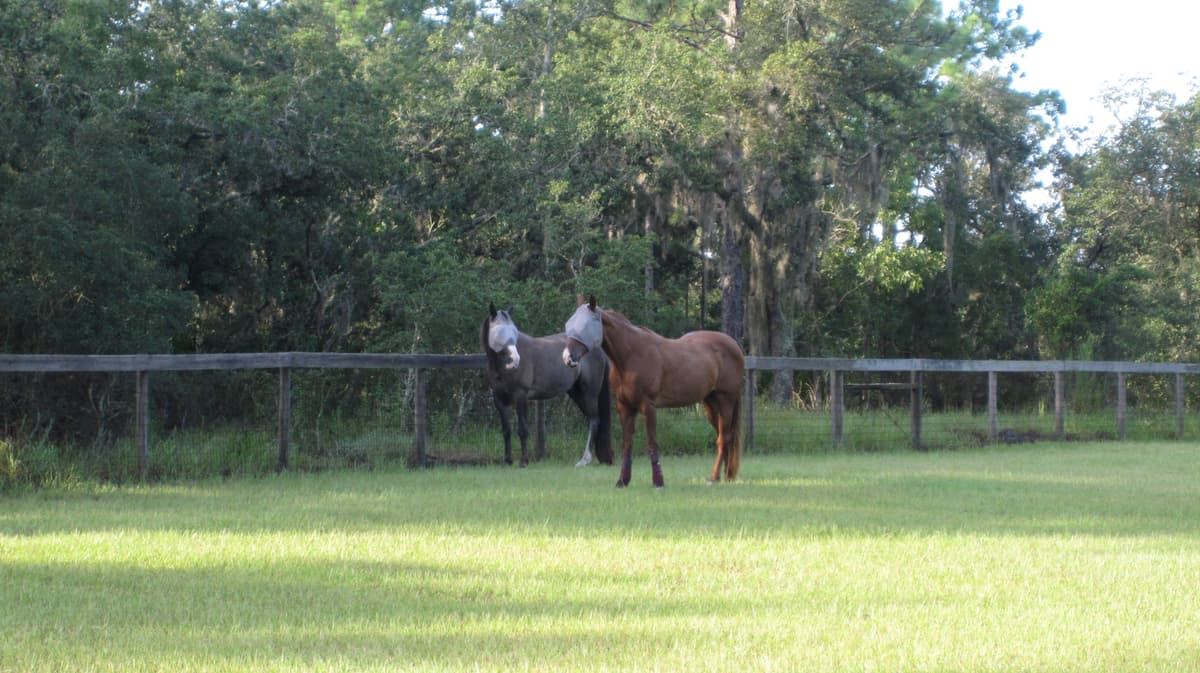 *HelpingWithTheHorses - Fundraiser by John Clements on *spotfund