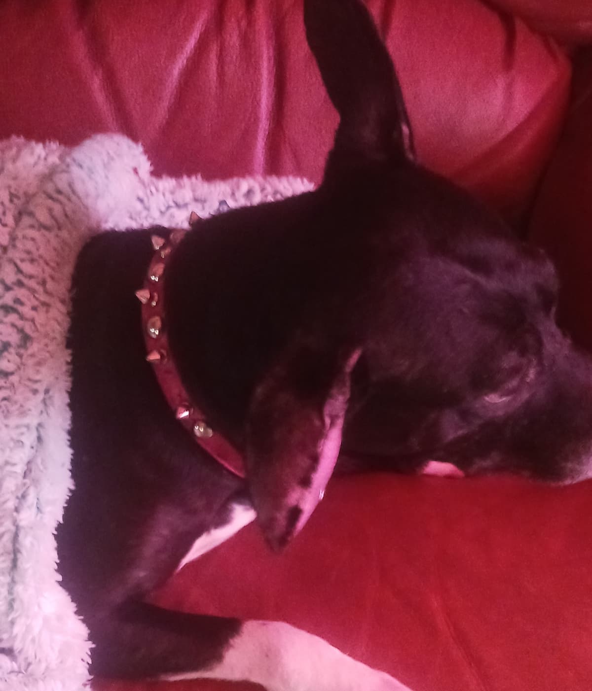 *HelpBellaWithHerHematoma - Fundraiser by Travis Stone on *spotfund