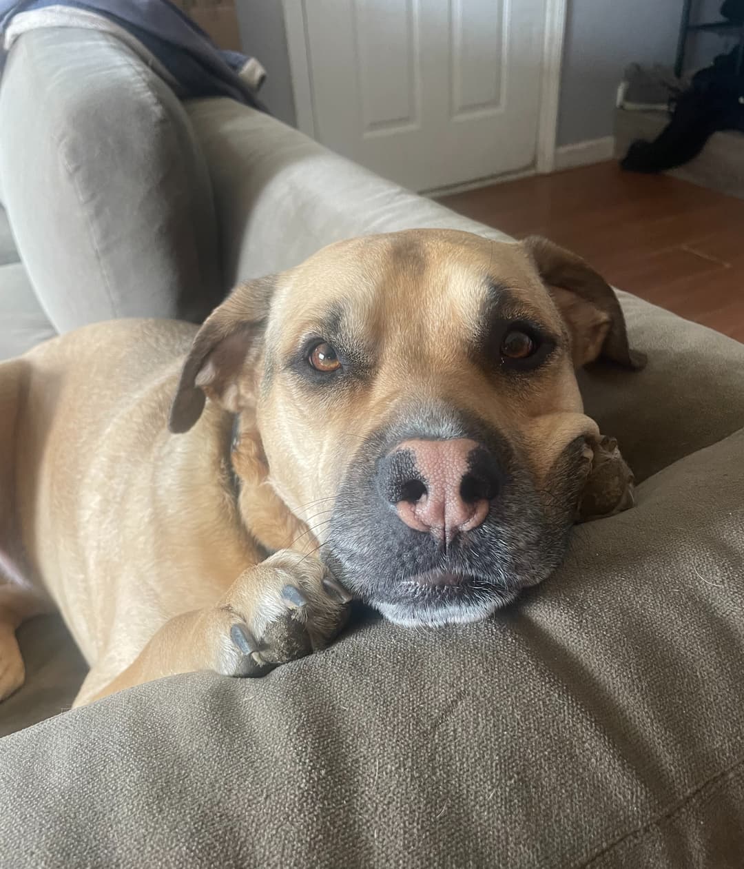 *PleaseHelpTucker - Fundraiser by Nicole Zeolla on *spotfund