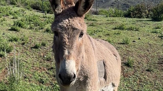 *MonthlyFoodAndVetbills - Fundraiser by Susan Stephan’s on *spotfund