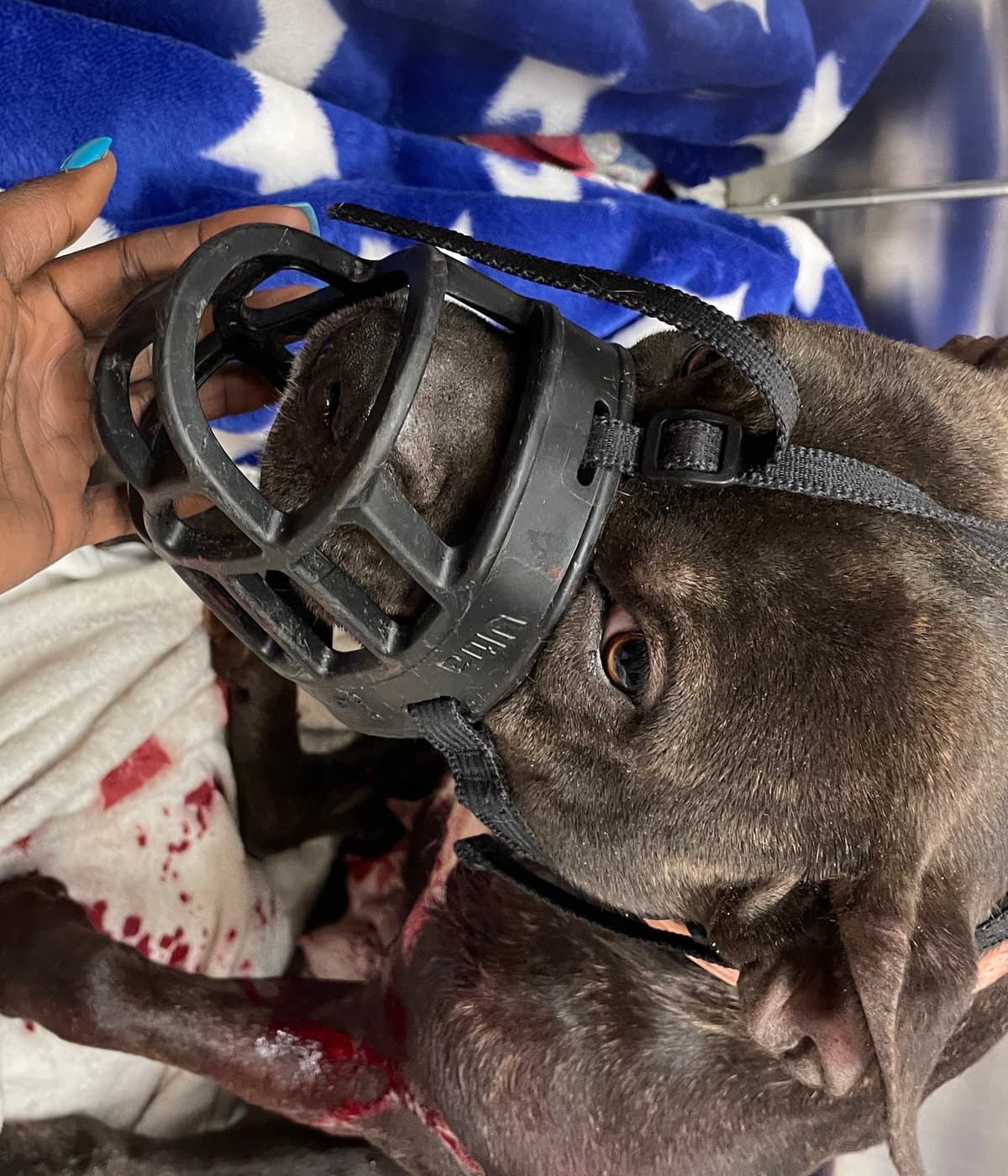 *HelpMyDogWasShotNeedSurgery - Fundraiser by Corri Atkins on *spotfund