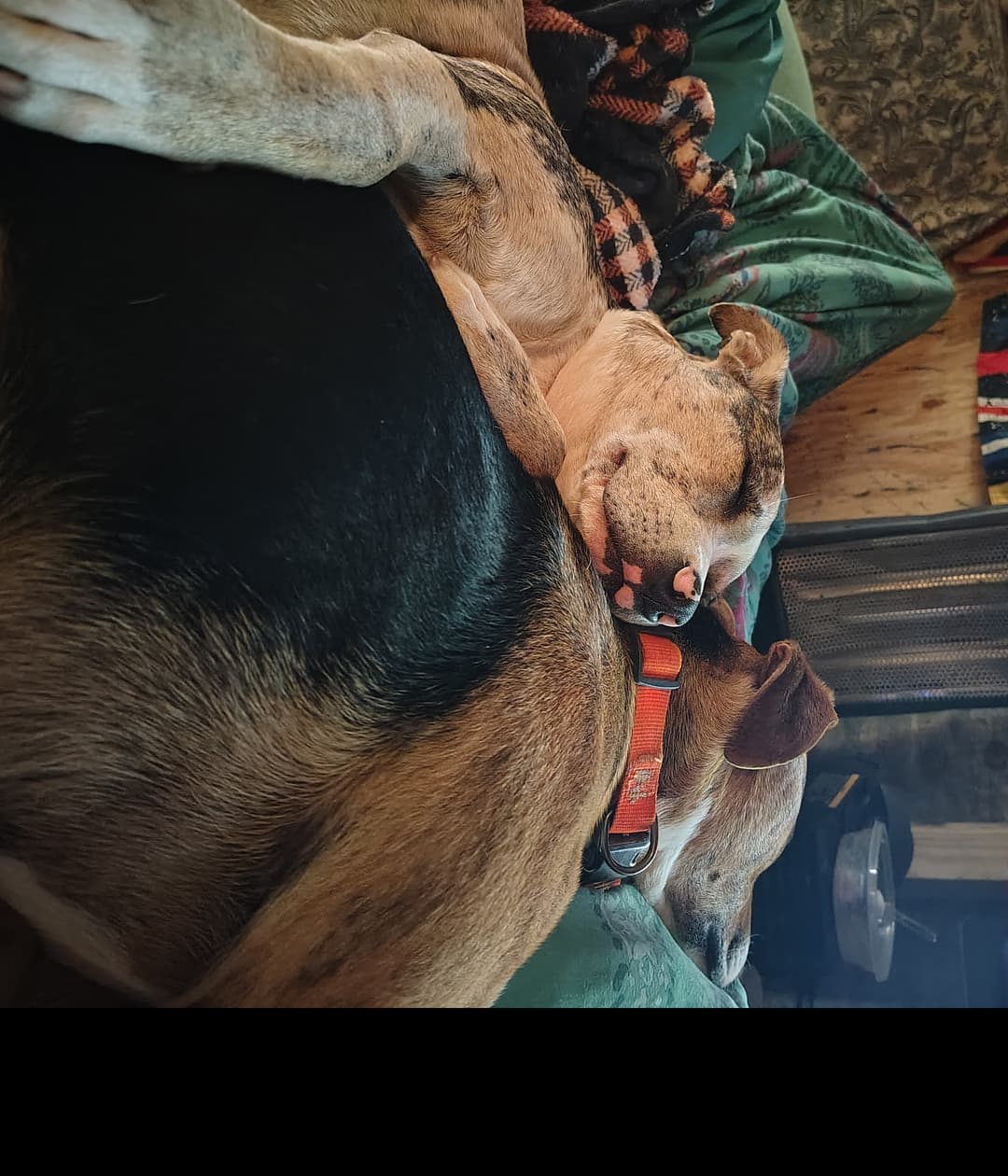 *Doggie - Fundraiser by Nikki blocker Blocker on *spotfund