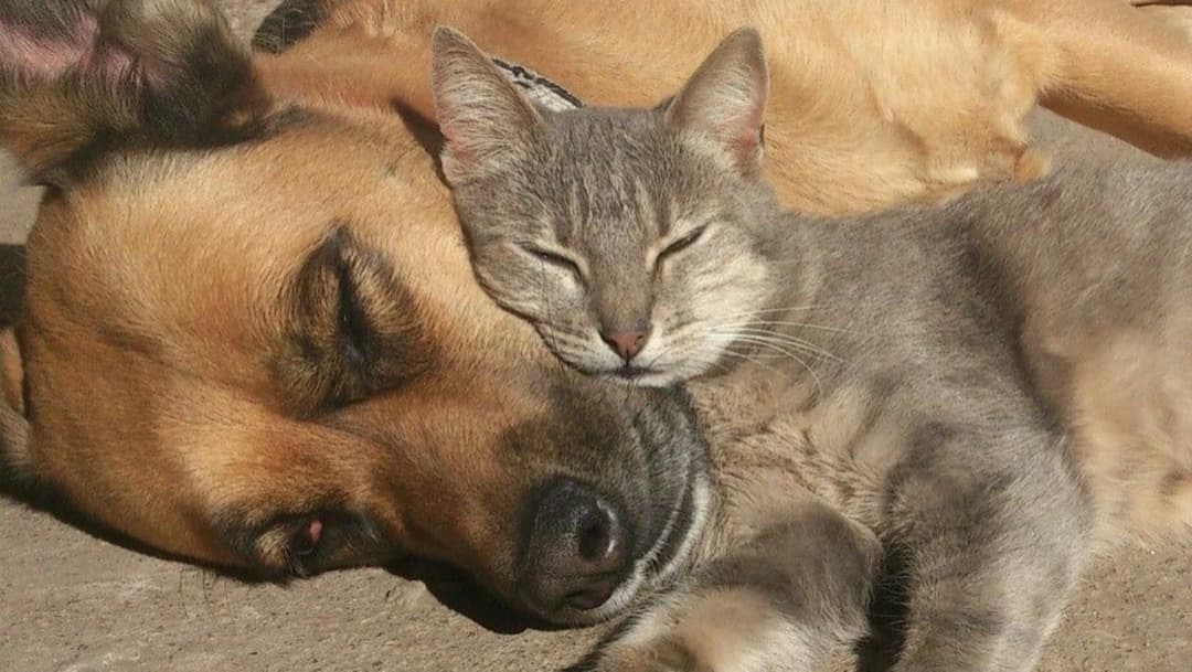 *AnimalFeedsAndShelterBills - Fundraiser by Lauren Dolph on *spotfund